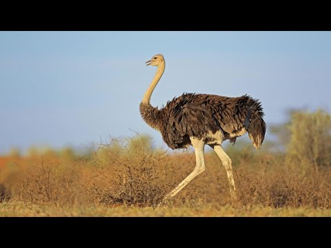 American Sign Language ASL Video Dictionary - ostrich