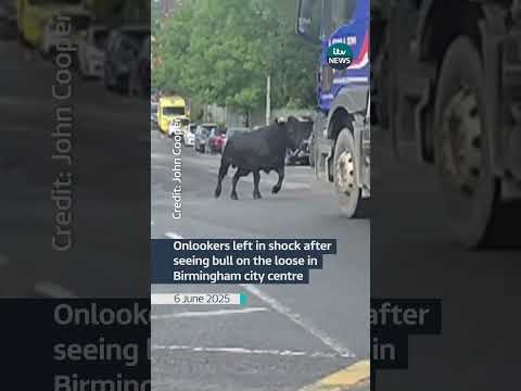 The bull is now in the care of West Midlands Police #itvnews #birmingham