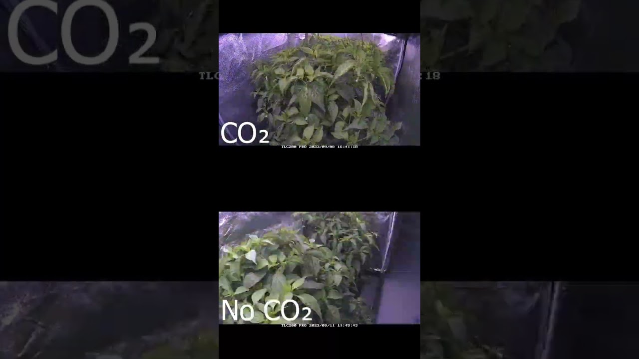 CO2 Vs no CO2 TEST