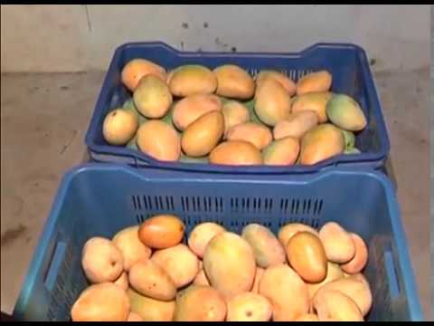 Mango Ripening Chamber at Best Price in India