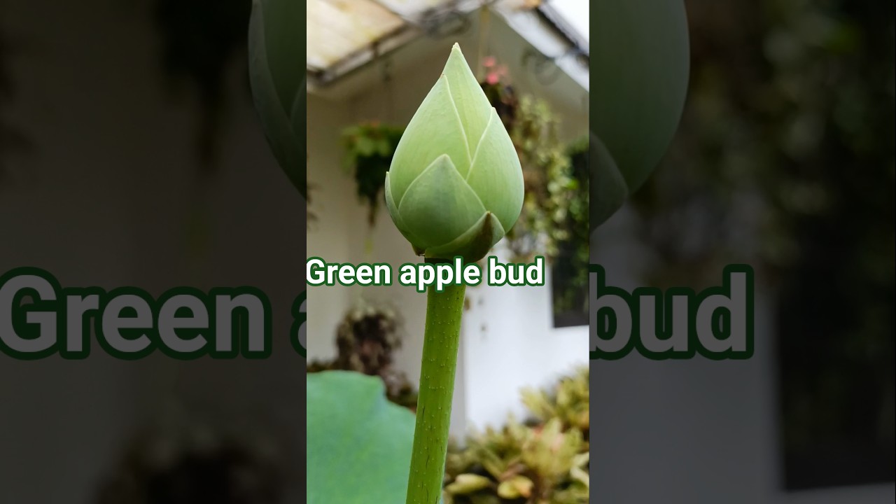 Greenapple Lotusbud #greenapple #lotus #shorts #naturelovers #greenscreen #trendingshorts