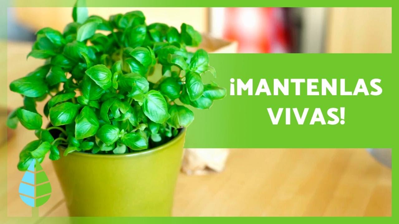 How to Care for Indoor Plants in Winter 🌿❄️ (5 Key Tips)