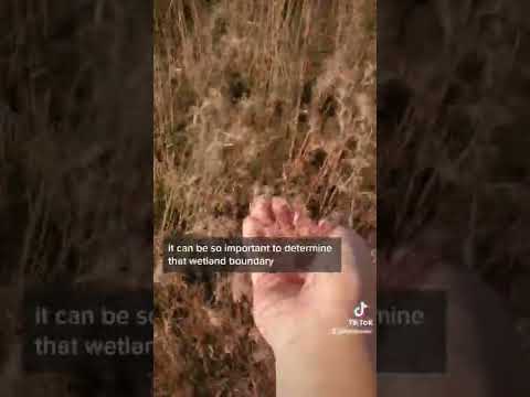 3 Fun facts about Wetland Delineations #shorts #wetland #delineation #fun #ecology #nature