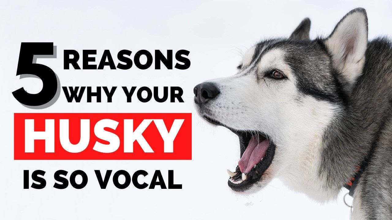 Why Are Huskies So Vocal?