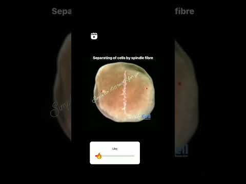 spindle fibres