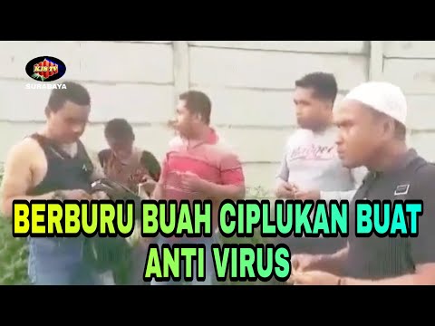 Buah Ciplukan Penangkal segala Penyakit