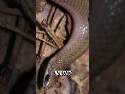 Unveiling the Enigmatic Smooth Earth Snake: A Stealthy Denizen of Eastern Landscapes