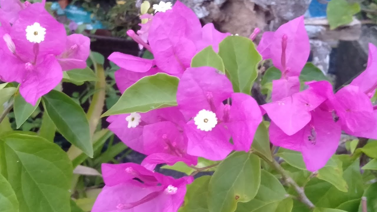 6 Jenis bunga bougenville yang cocok jadi hiasan di pekarangan rumah