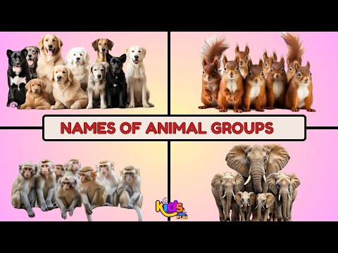 Animal Group Names: Fun Collective Nouns for Kids | Fun learning | Collective noun | kidsridfun