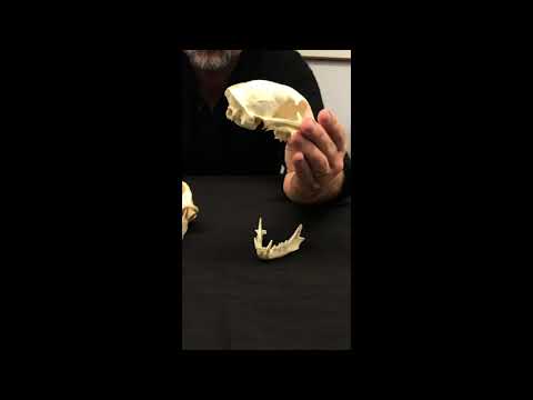 Comparative Anatomy: Primate vs Carnivore Foramen Magnum