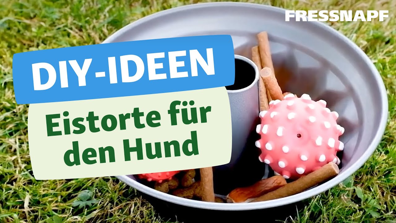 DIY für Hunde - Eistorte selber machen