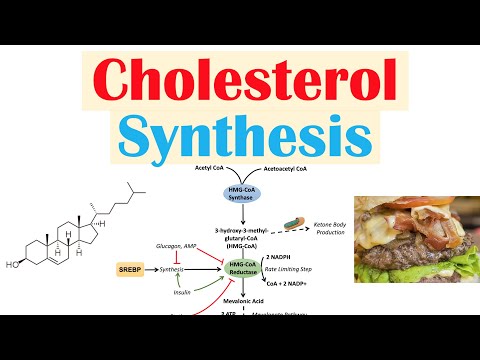 Cholesterol Synthesis | How Our Bodies Make Cholesterol