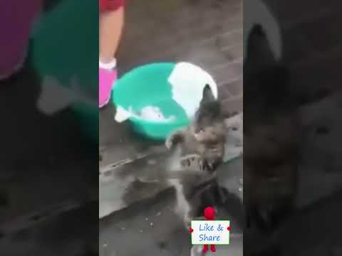 The Best Cat Jokes and Videos! #shorts #cat #jokes