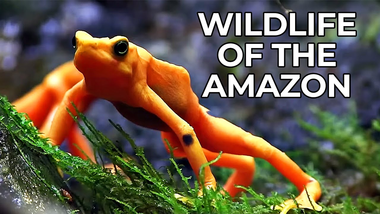 World of the Wild | Episode 1: The Amazon Rainforest | Free Documentary Nature