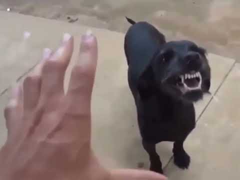 Meme - SAIR D4MONIO DESSE CACHORRO... CALMA CALMA