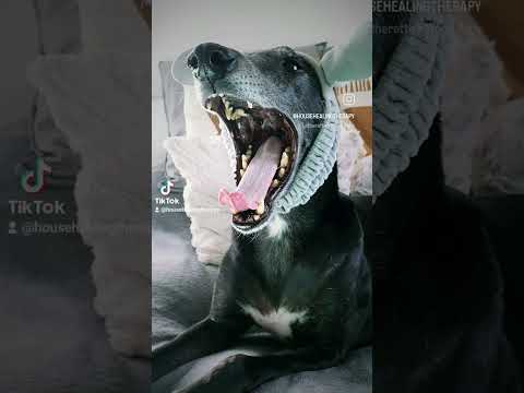 Rescue greyhound ๐ #greyhound #rescue #dog #pets #adoption #greyhoundlove #doglover