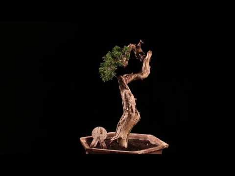Bonsai Juniperus Chinensis Sargentii 28.1740