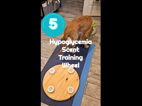 * 5 months* SCENT WHEEL *Diabetes Alert Service Dog Training* #dog #dogs #type1diabetes