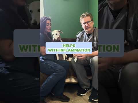Acupuncture Treatment at Springfield Vet