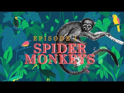 Leo's Animal Planet Ep1: Spider Monkey Facts