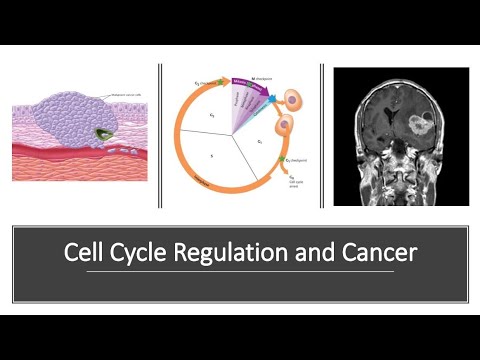 Cell Regulation and Cancer