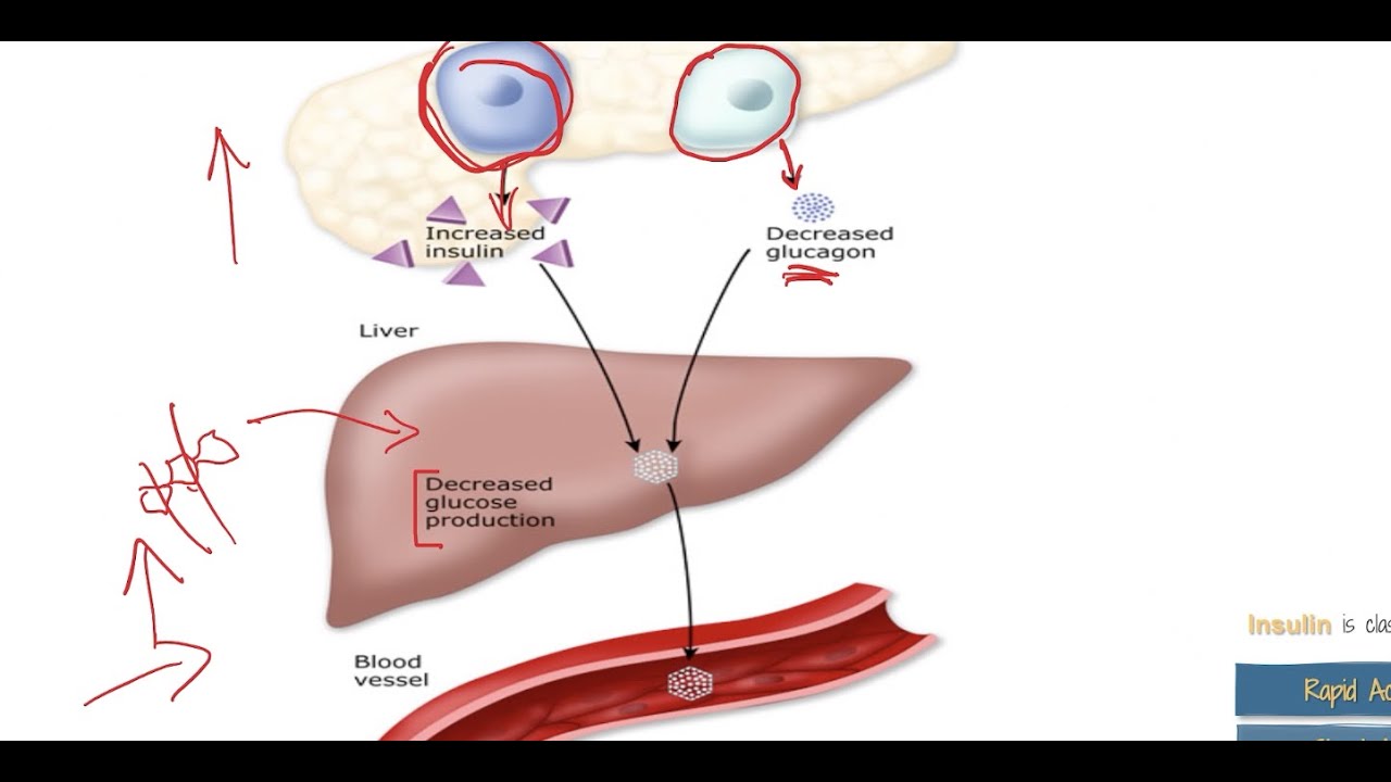 Diabetes 5: Incretin Hormones