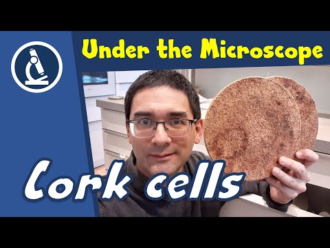 ๐ฌ 123 - How to use a MICROTOME to prepare CORK for observation with a microscope