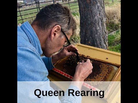 Queen Rearing – The Honey Company