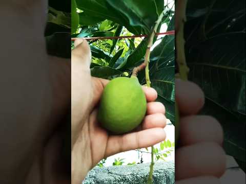 Raw Mango π₯ #Shorts #shortsfeed #ytshorts
