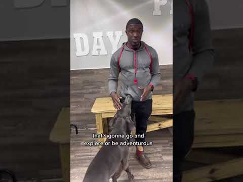 Before Owning a Weimaraner Watch This!!!