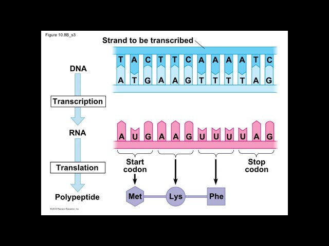 Understanding DNA Transcription: The Process of Converting Genetic ...