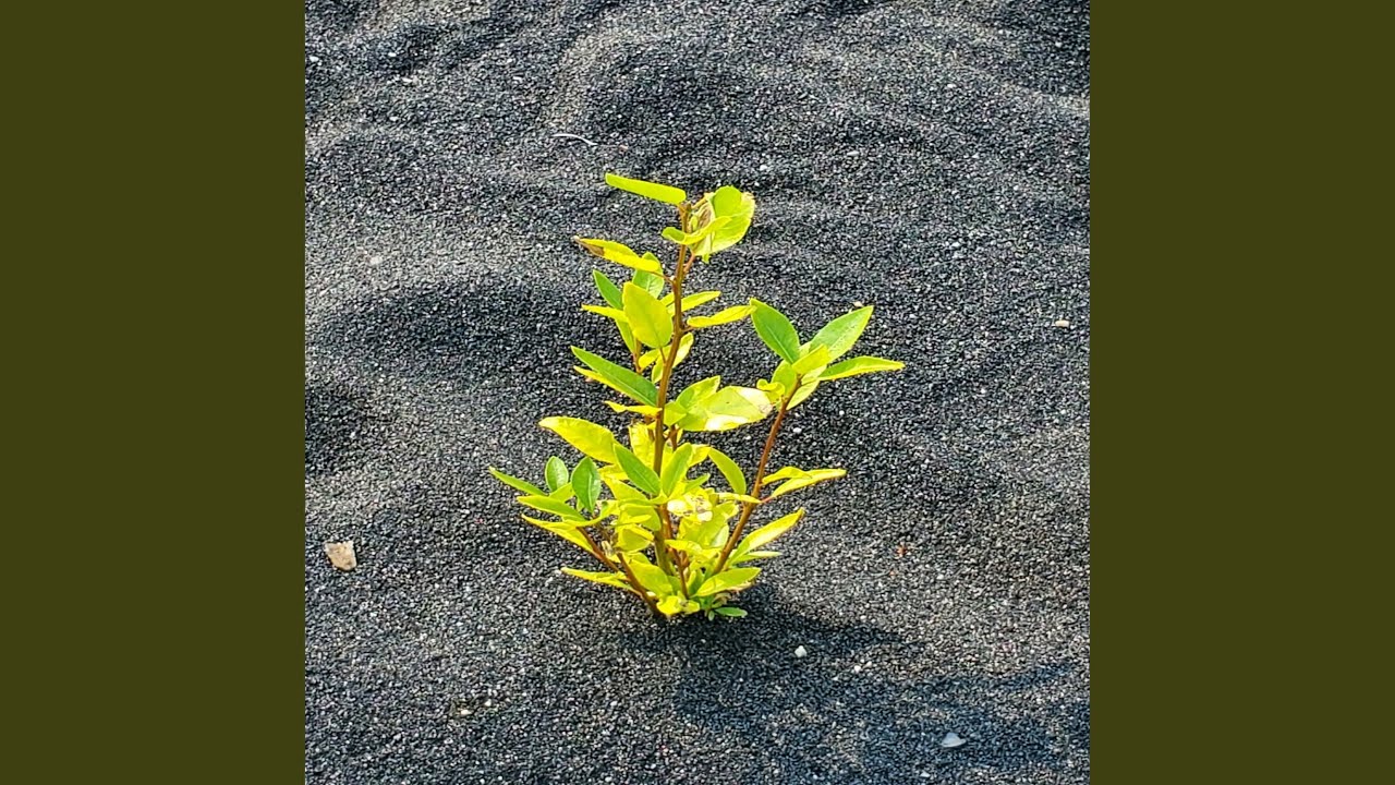 Our First Job ain't a paycheck