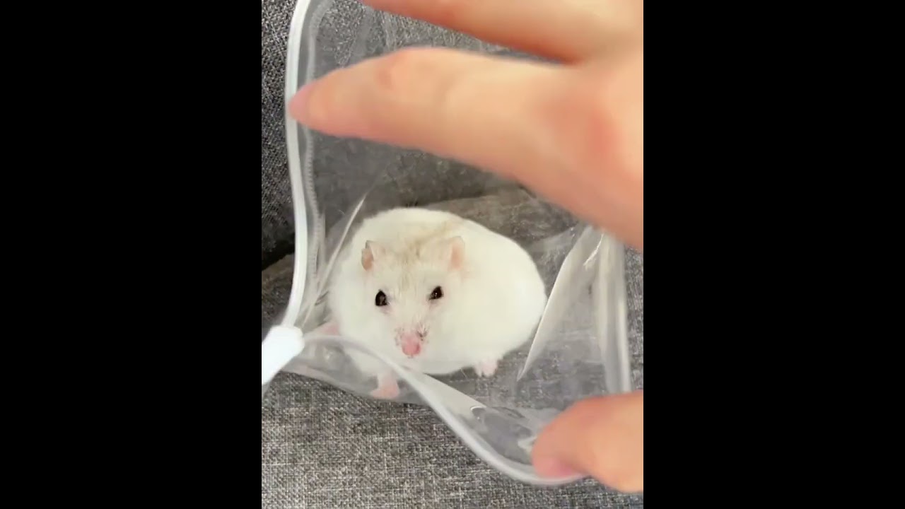 This Squishy taba hamster feels really soft 😍😍  #cute  #kawaiiaesthetic  #squishy  #decompression