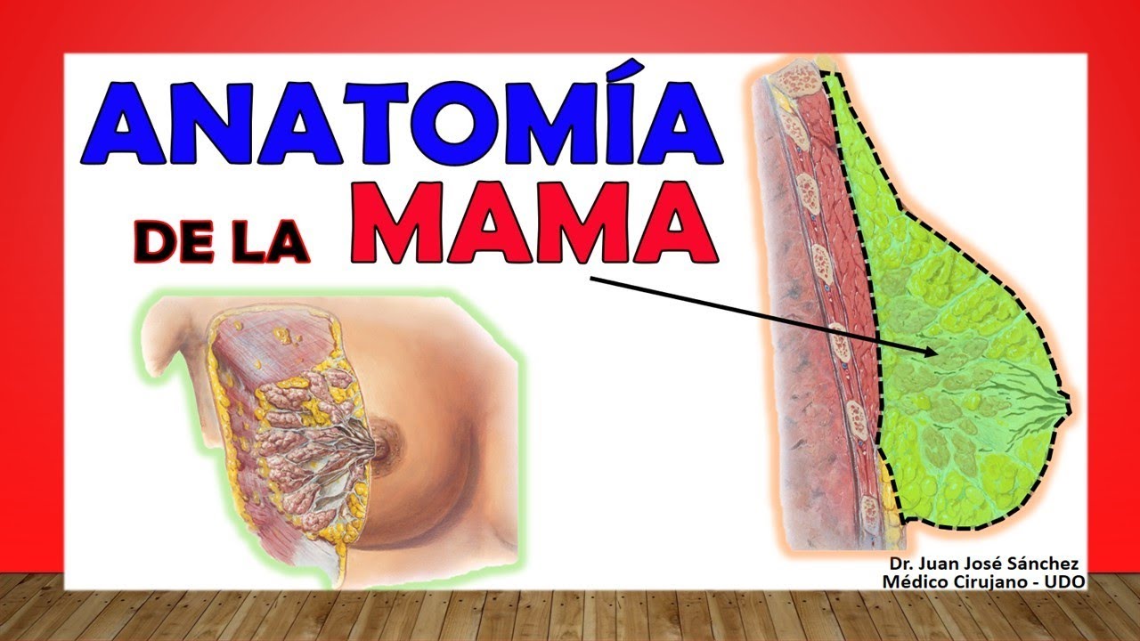 🥇 Anatomy of the BREAST. MAMMARY GLAND. Easy Explanation!