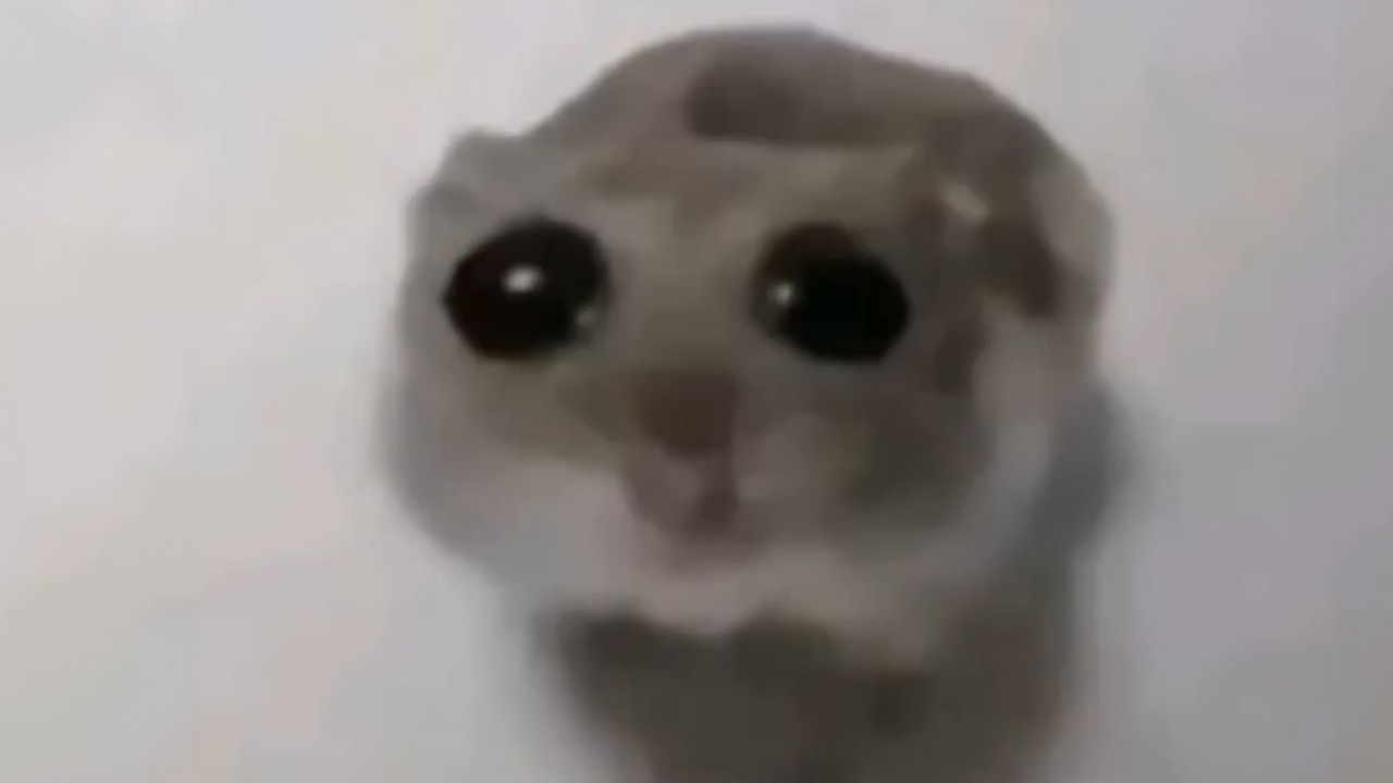 Sad Hamster Violin Meme in the Rain 10 Hours