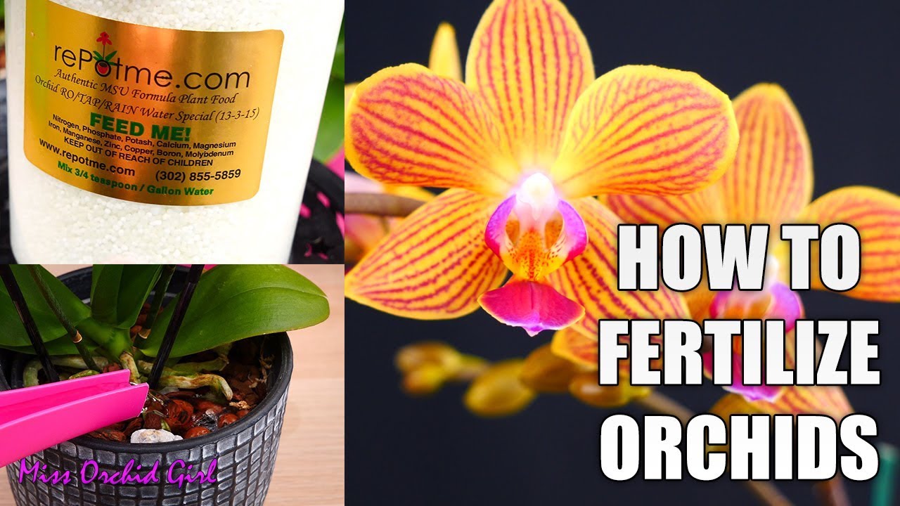 Orchid Care for Beginners - How to fertilize Phalaenopsis Orchids & chose the best Orchid food