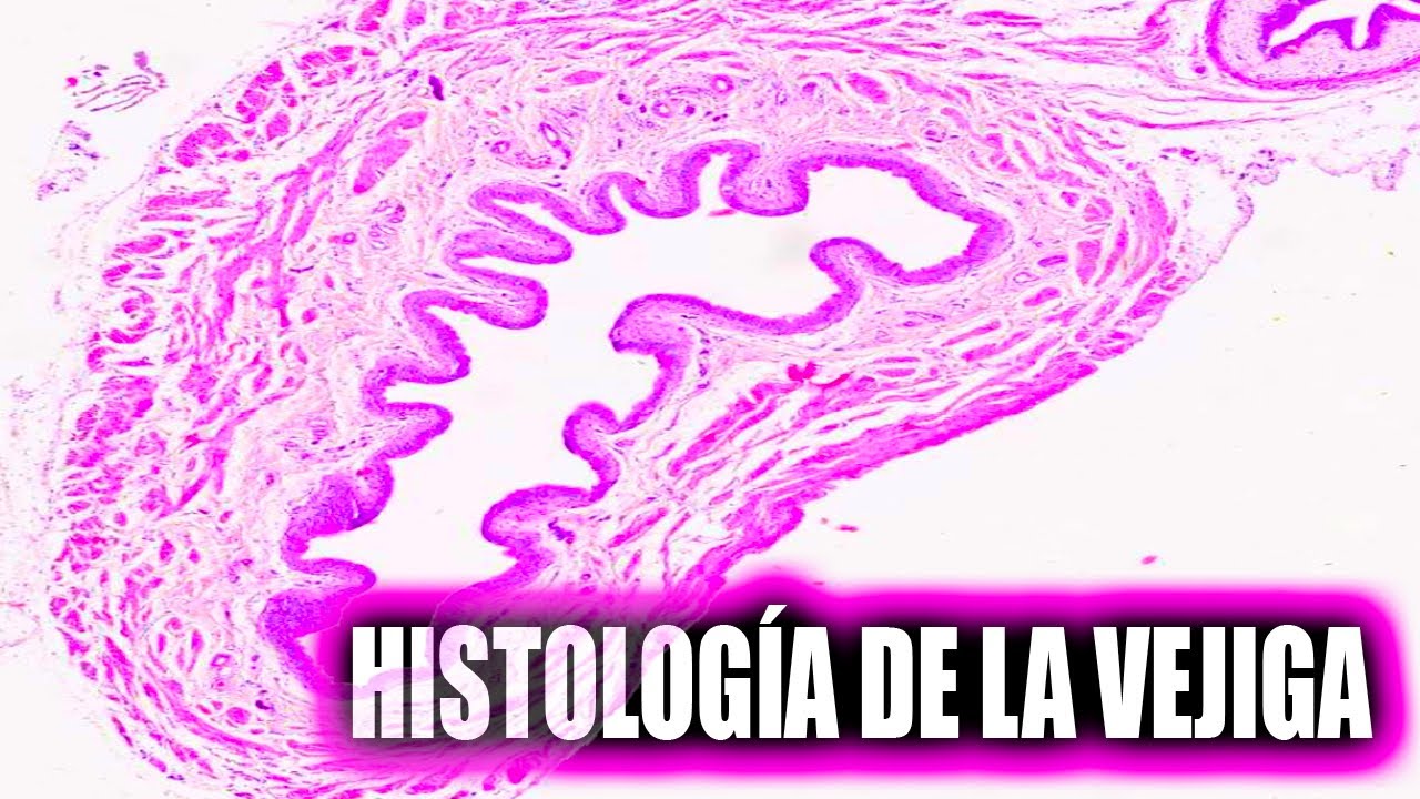 HISTOLOGÍA DE LA VEJIGA, ENTENDERLA ES FÁCIL CON ESTE VIDEO😎