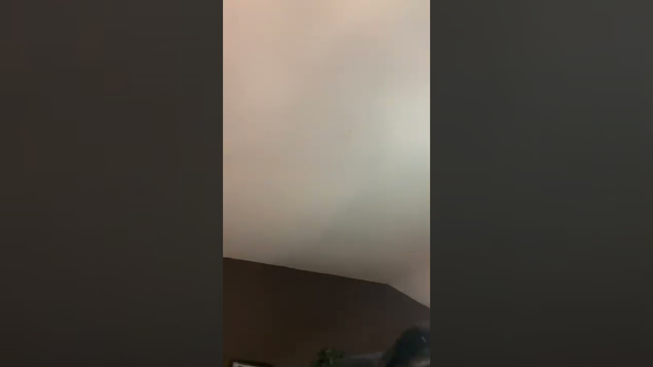 Florida vs Palmetto Bugs - Which is the Better Most Hated Insect?