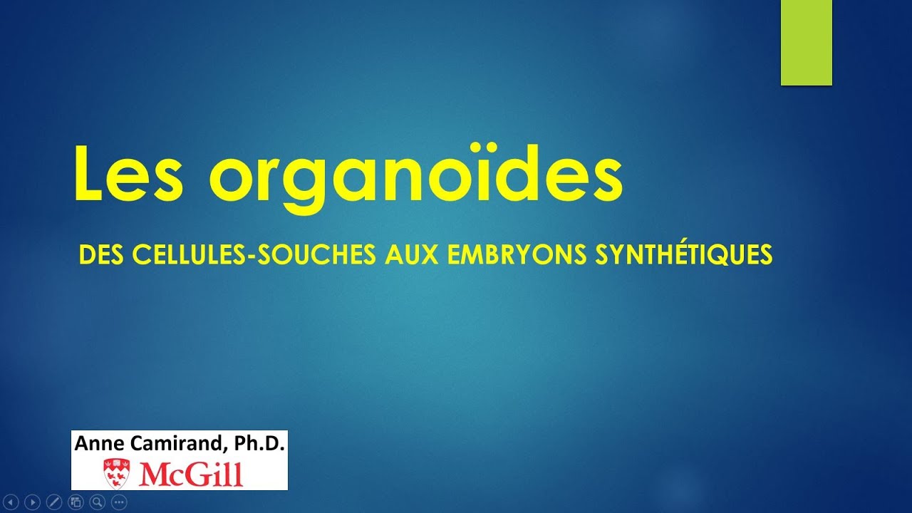 Conférence | Les organoïdes