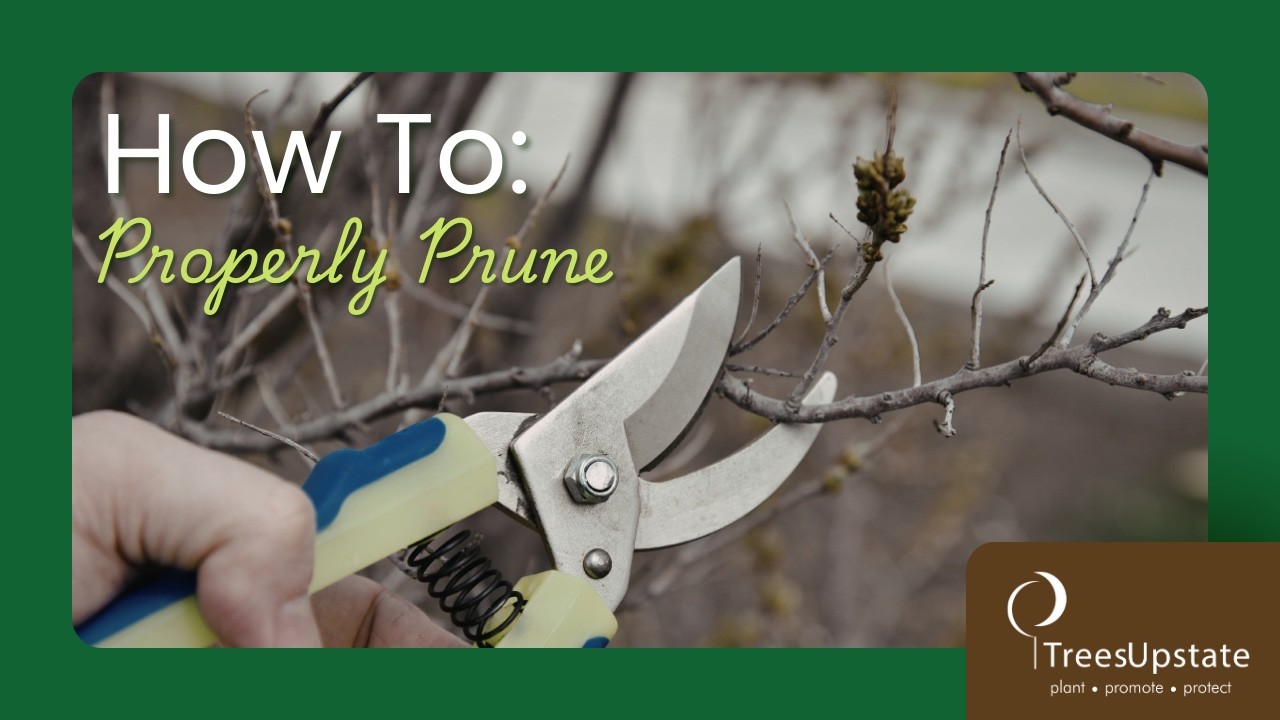 How To: Properly Prune Your Trees