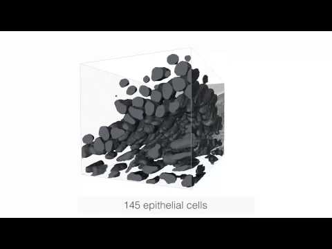 Neuropods of the Gut in 3D