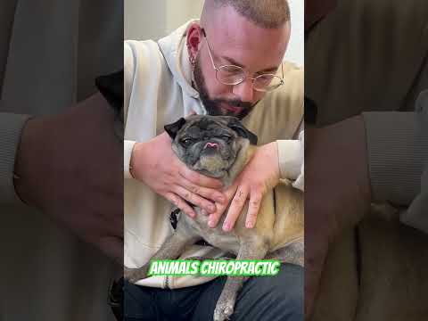 Animals Chiropractic ????????????????#animals #dogs #chiropractic #germany #asmr #foryou #dogshorts #love