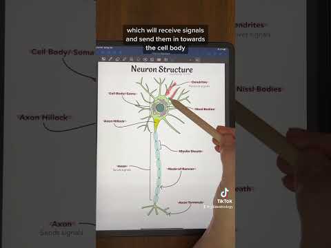Basic Neuron Structure | TEAS and MCAT Review #shorts #anatomy