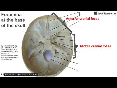 Foramina at base of skull