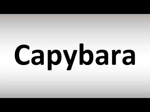 How to Pronounce Capybara
