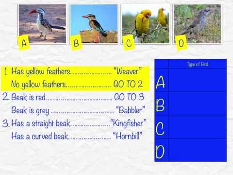 Using Dichotomous Keys