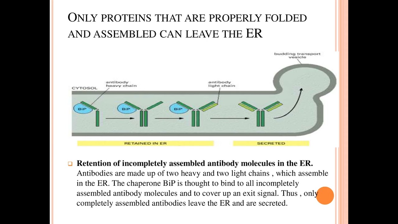 Intracellular vesicular trafficking ppt