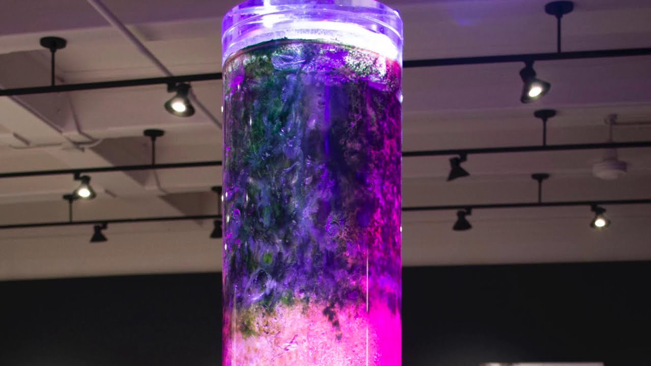 Specimen Spotlight-Winogradsky