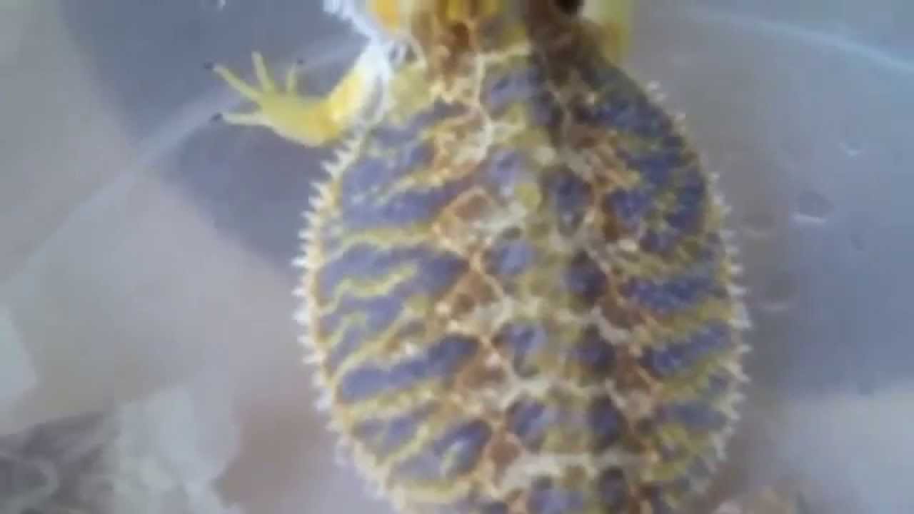 Yellow/purple/ blue bearded dragon