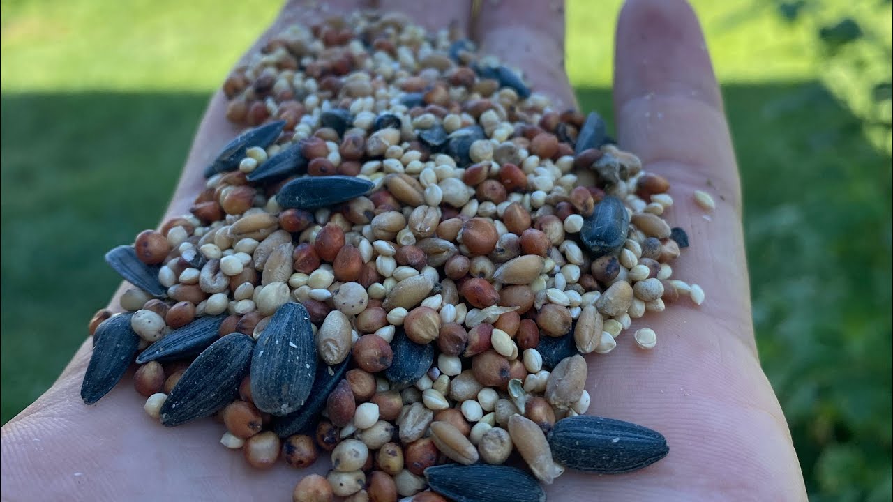 Can you use birdseed as a cover crop?